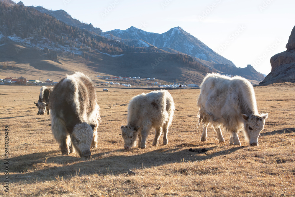 Yaks in steppes of Mongolia near Ulaanbaatar city. Mongolian nature ...