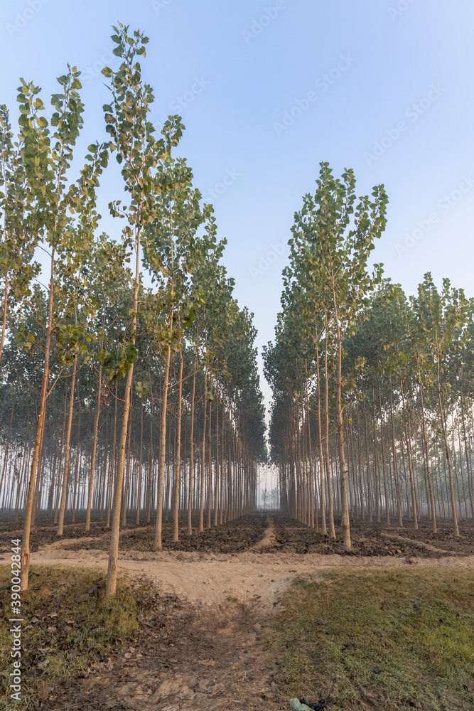 Poplar Tree Price In Punjab 2021 at Richard Colon blog