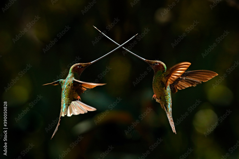 Bird fight with swords. Sword-billed hummingbird, Ensifera ensifera ...