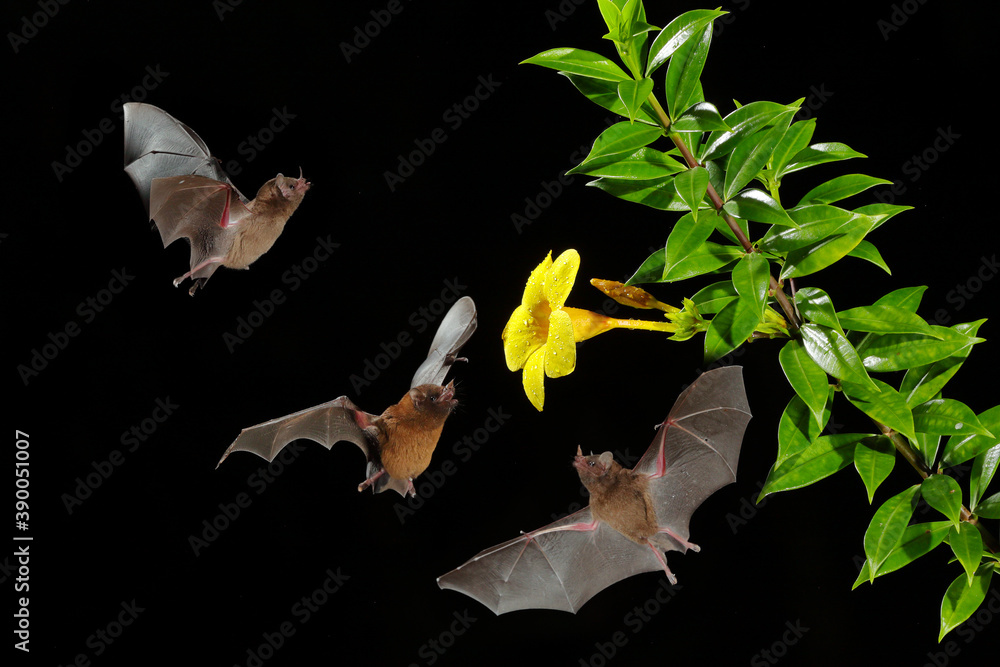 Foto de Bat group. Orange nectar bat, Lonchophylla robusta, flying bat ...