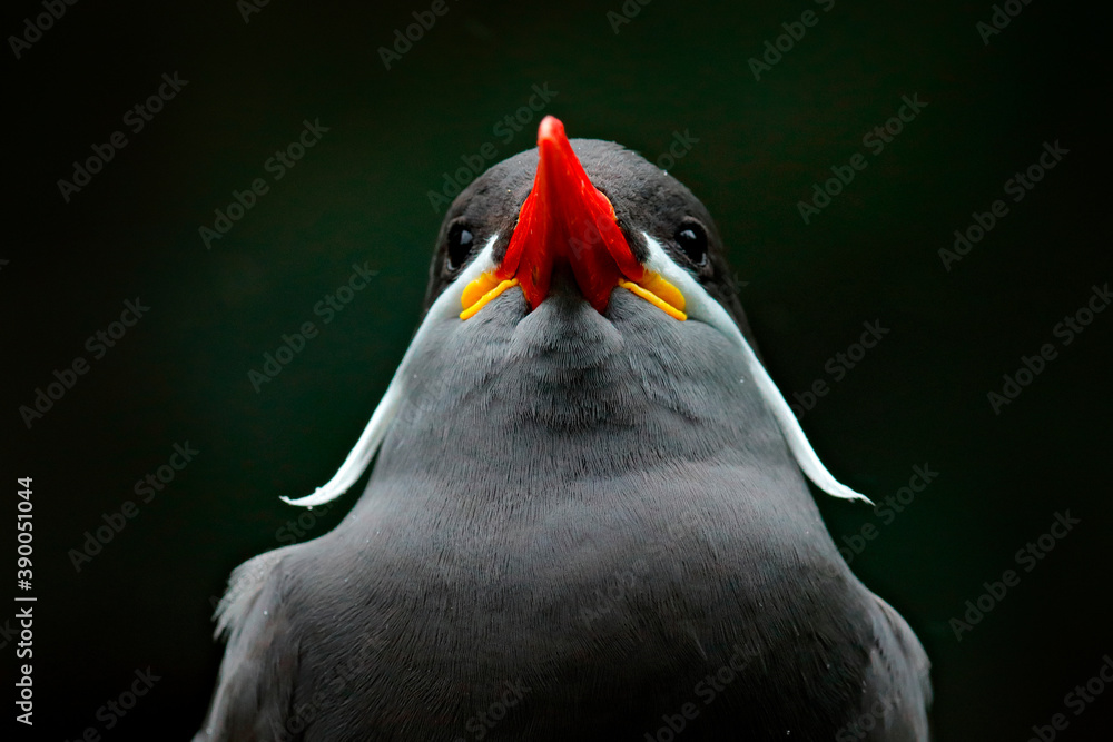 Inca Tern, Larosterna inca, bird on tree branch. Portrait of Tern from ...