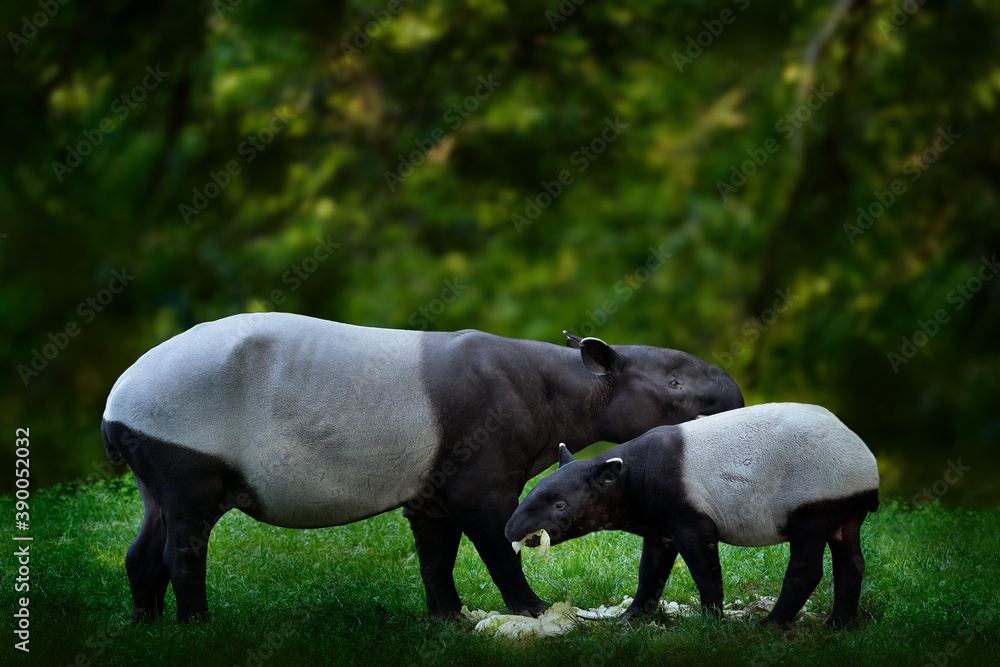 Fotografia do Stock: Tapir in the forest. Malayan tapir, Tapirus ...
