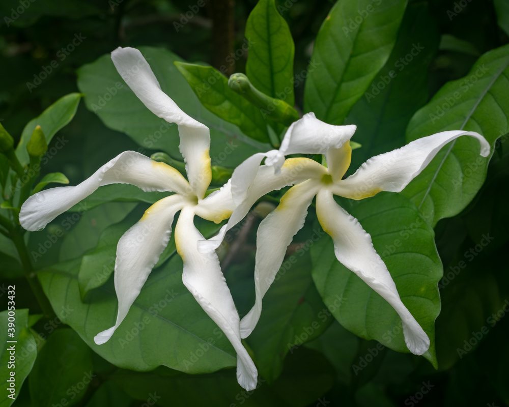 Tabernaemontana africana or Samoan gardenia white star shaped flowers ...