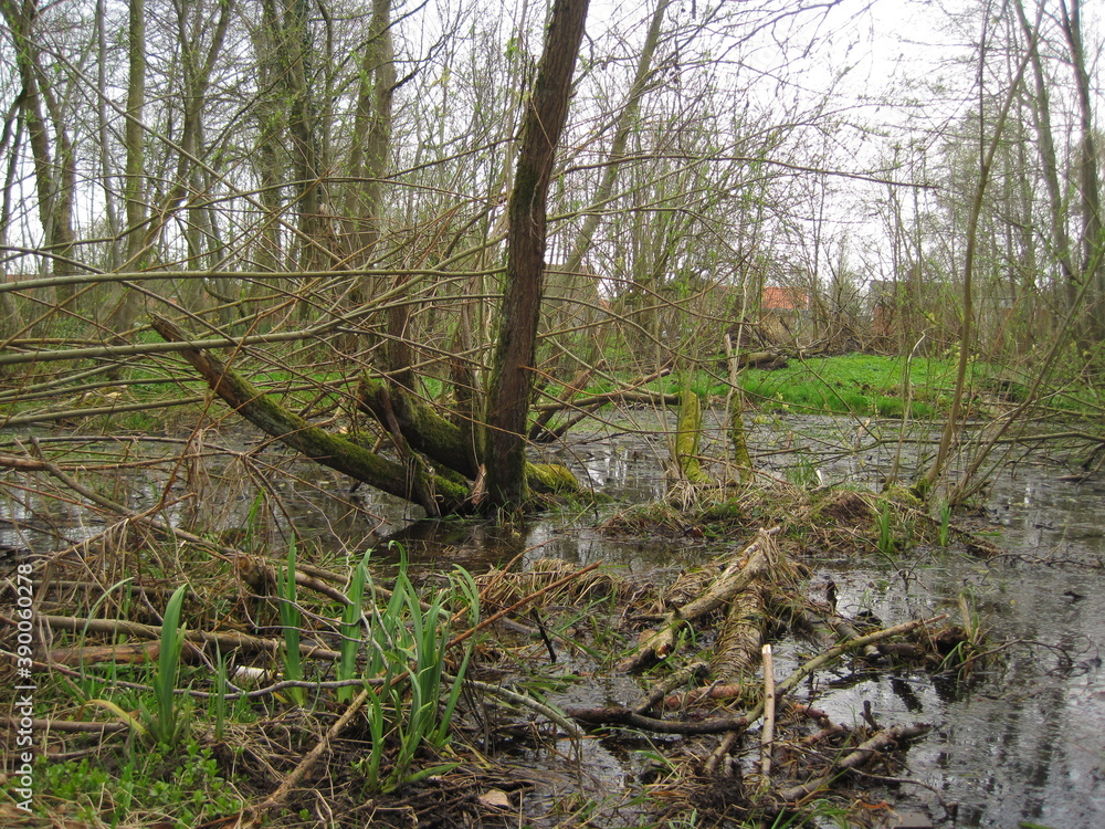 The flowers and trees in the Danish forests and landscapes of the ...