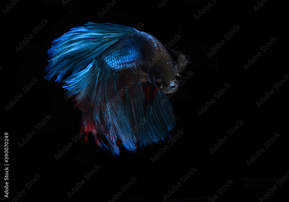 Beautiful Blue Giant Half Moon Betta fish, at Black background Stock ...