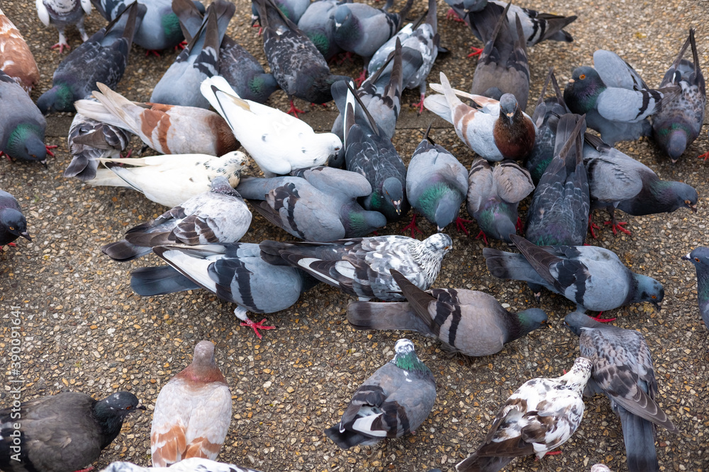 Foto de Crowd of pigeon on the walking street. Group of pigeons and doves fight over for food do ...