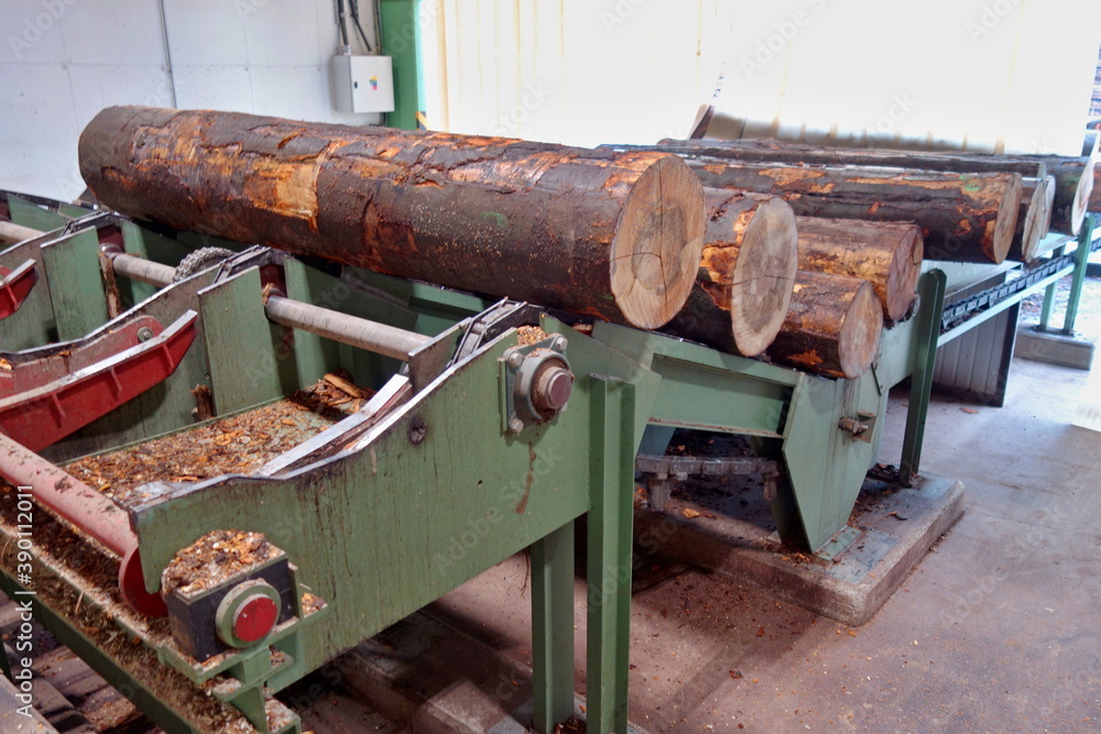 Primary wood processing. Sawing logs on a band sawmill. Preparation of ...