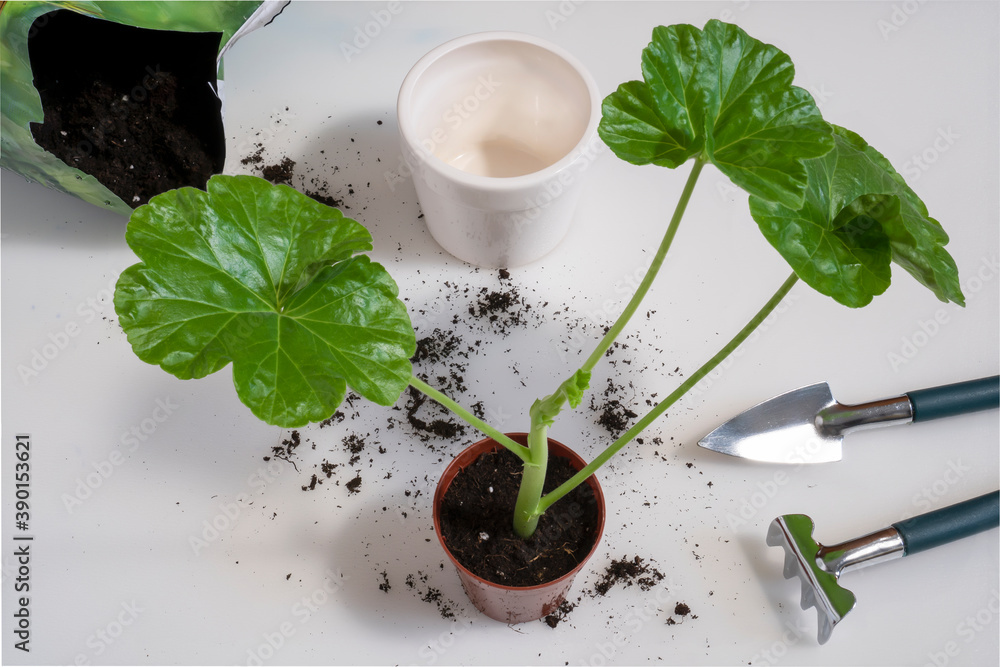 Pelargonium or Geranium stalk planting in the pot for plant ...