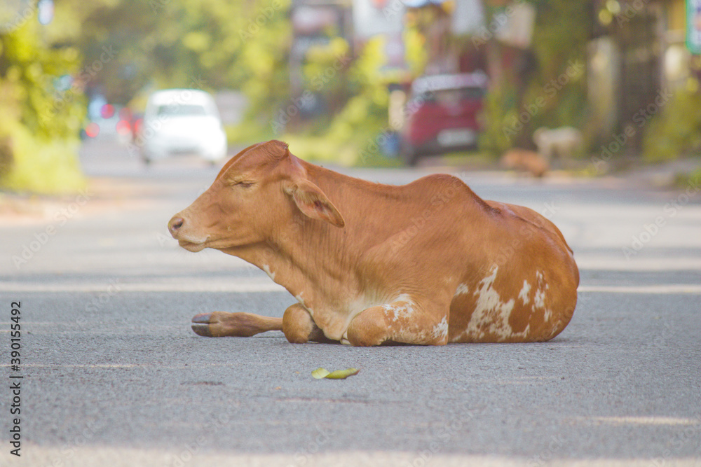calf sitting on middle of the road, Goan cow sitting, baby cow, calf ...