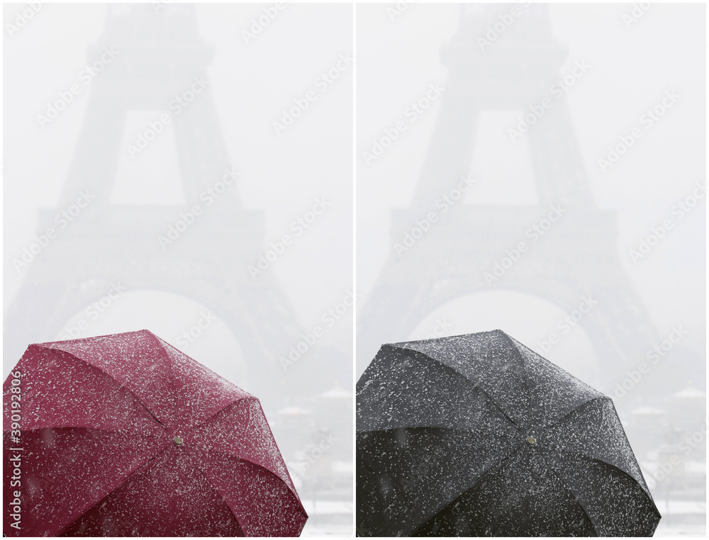 Dog's view, animal dichromacy, dichromats Stock Photo | Adobe Stock