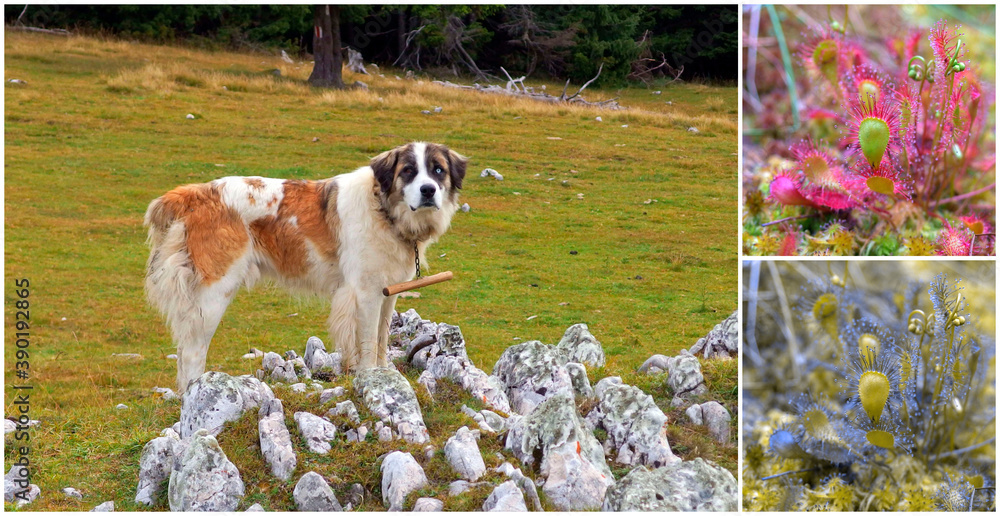 Dog's view, animal dichromacy, dichromats Stock Photo | Adobe Stock