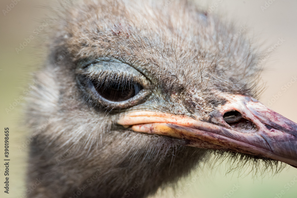 Ostrich eyes close-up. Close-up portrait of an ostrich with big Stock ...