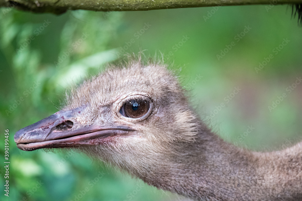 Ostrich eyes close-up. Close-up portrait of an ostrich with big Stock ...
