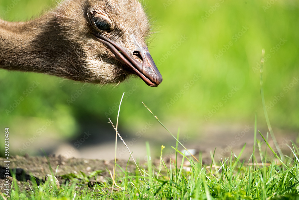 Ostrich eyes close-up. Close-up portrait of an ostrich with big Stock ...