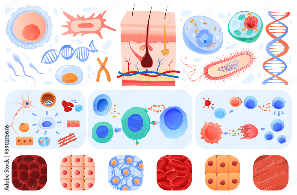 Anatomy of human cells, skin, blood cells bacillus, set of vector ...