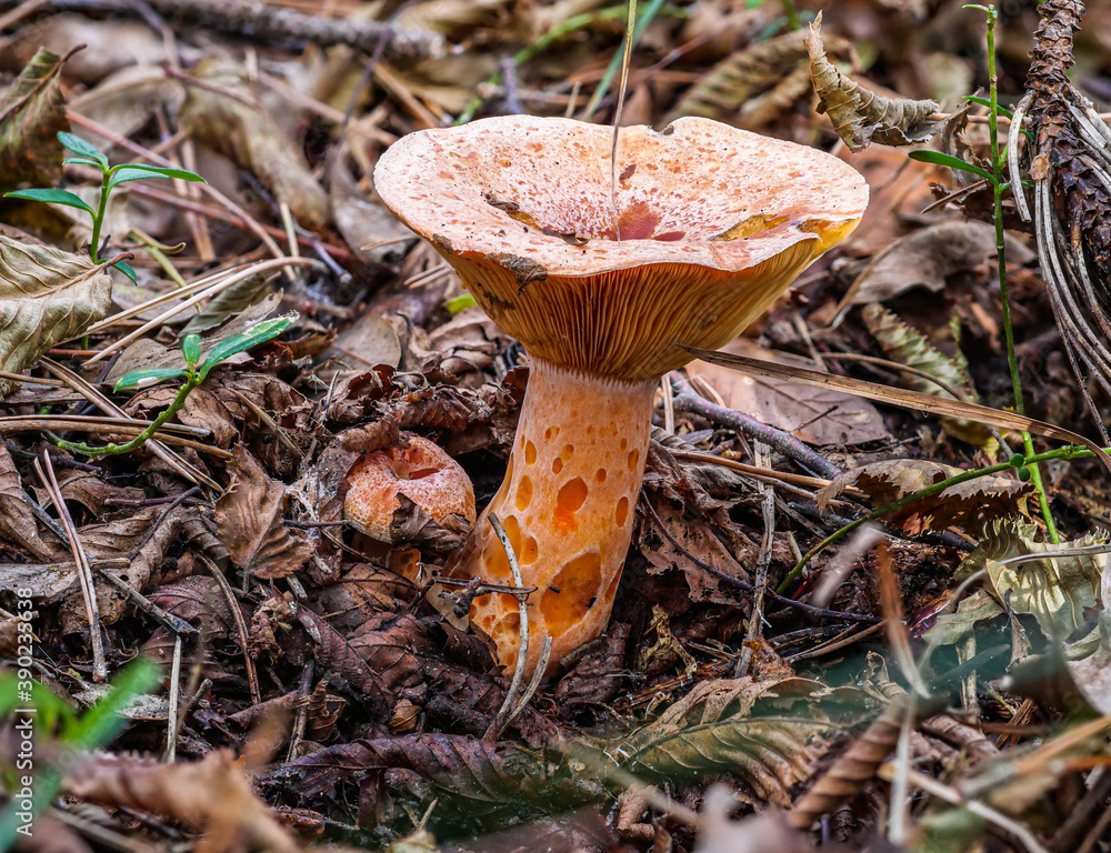 Der Pilz Edelreizker LACTARIUS DELICIOSUS auf Waldboden Stock Photo ...