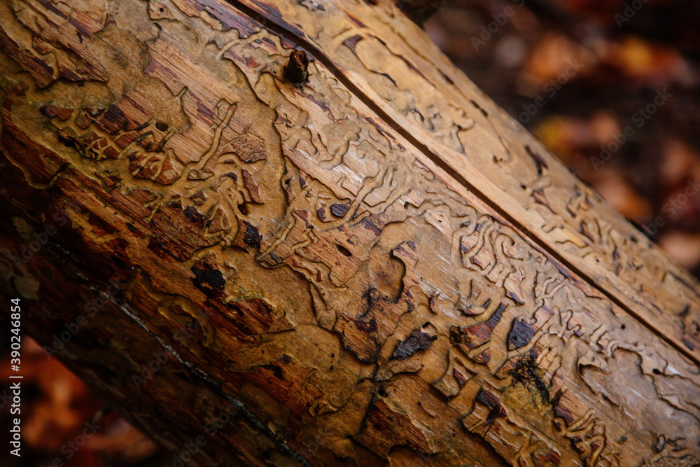 Wood worm corridors under infection bark of pine tree close-up. Imprint ...