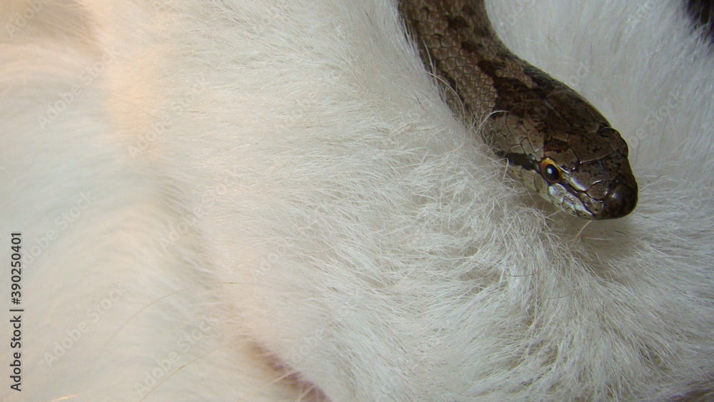 Snake. A friendly Snake with Rabbit, bunny Smooth snake (Coronella ...