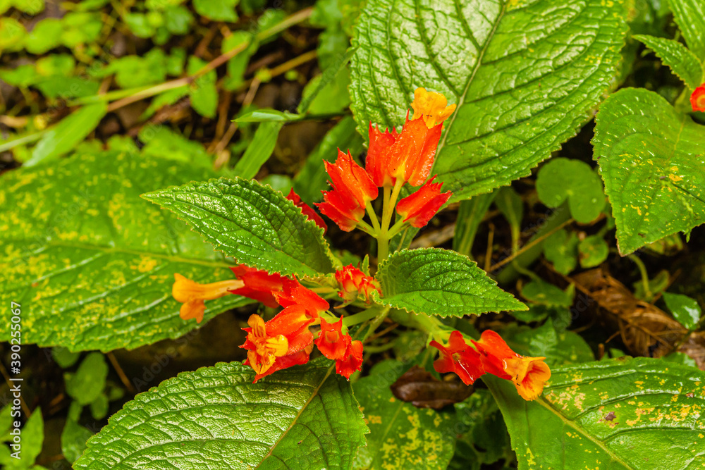 Costa Rica has a very rich flora, hundreds of tropical plants will ...