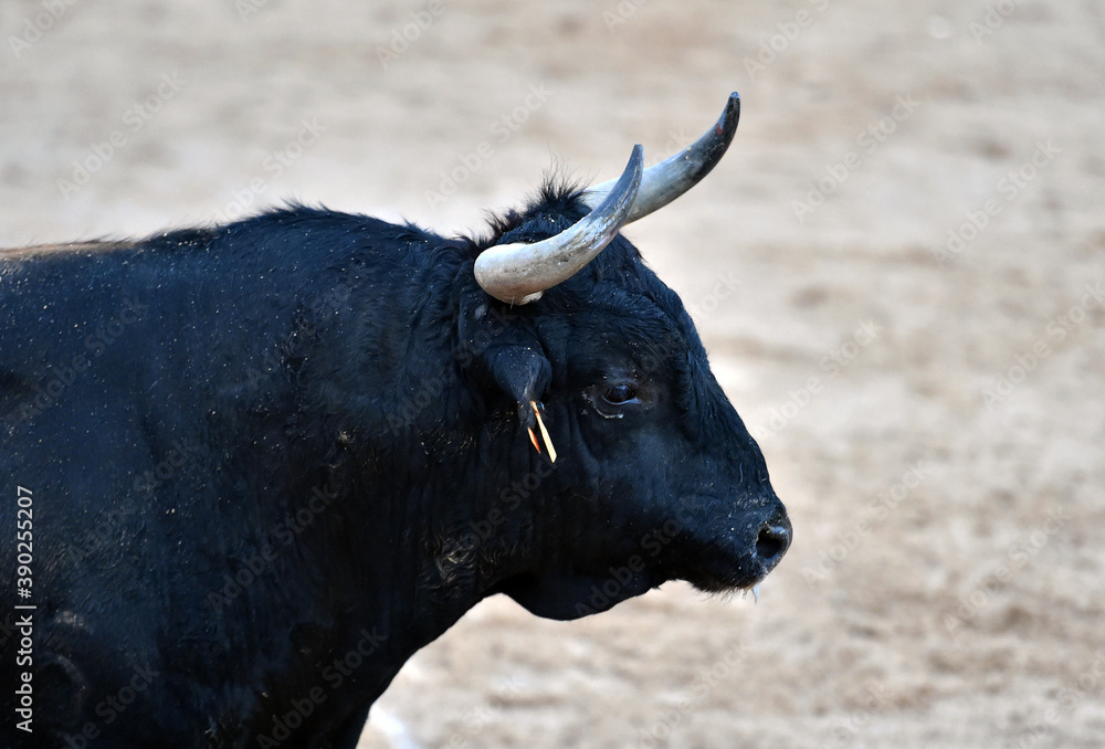 aggressive bull running on the bullring in the traditional spectacle of ...