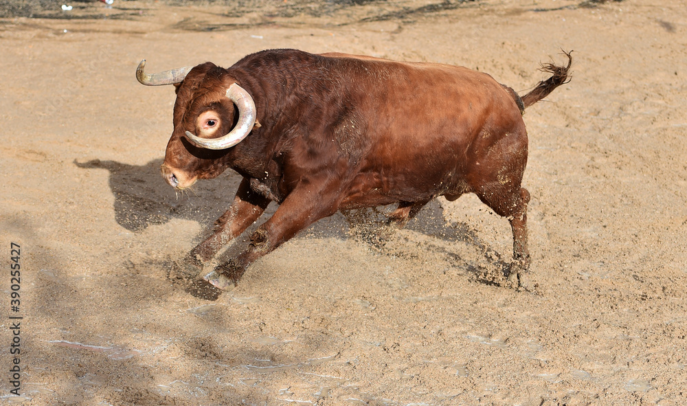 aggressive bull running on the bullring in the traditional spectacle of ...