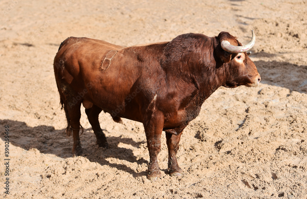 aggressive bull running on the bullring in the traditional spectacle of ...