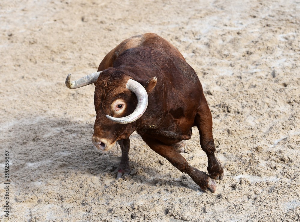 aggressive bull running on the bullring in the traditional spectacle of ...