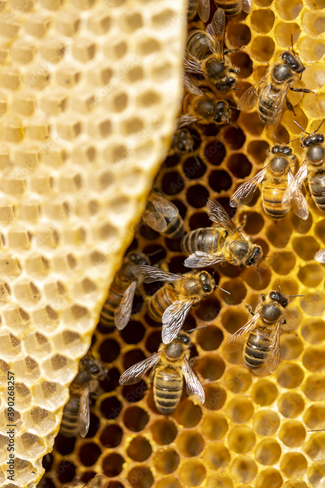 Details of a bee habitat bright yellow honeycomb Stock Photo | Adobe Stock
