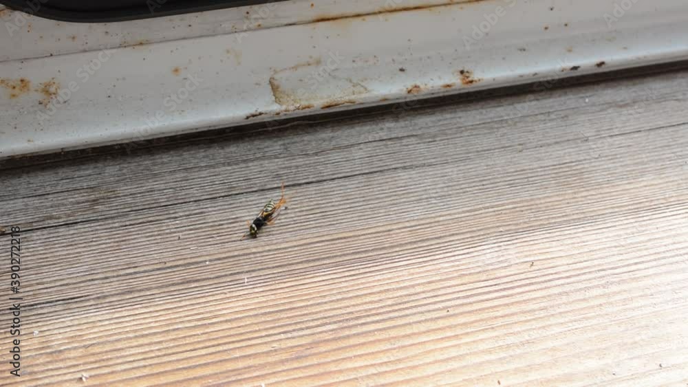Spraying the wasp with insect repellent. Fumigation. Extermination of ...