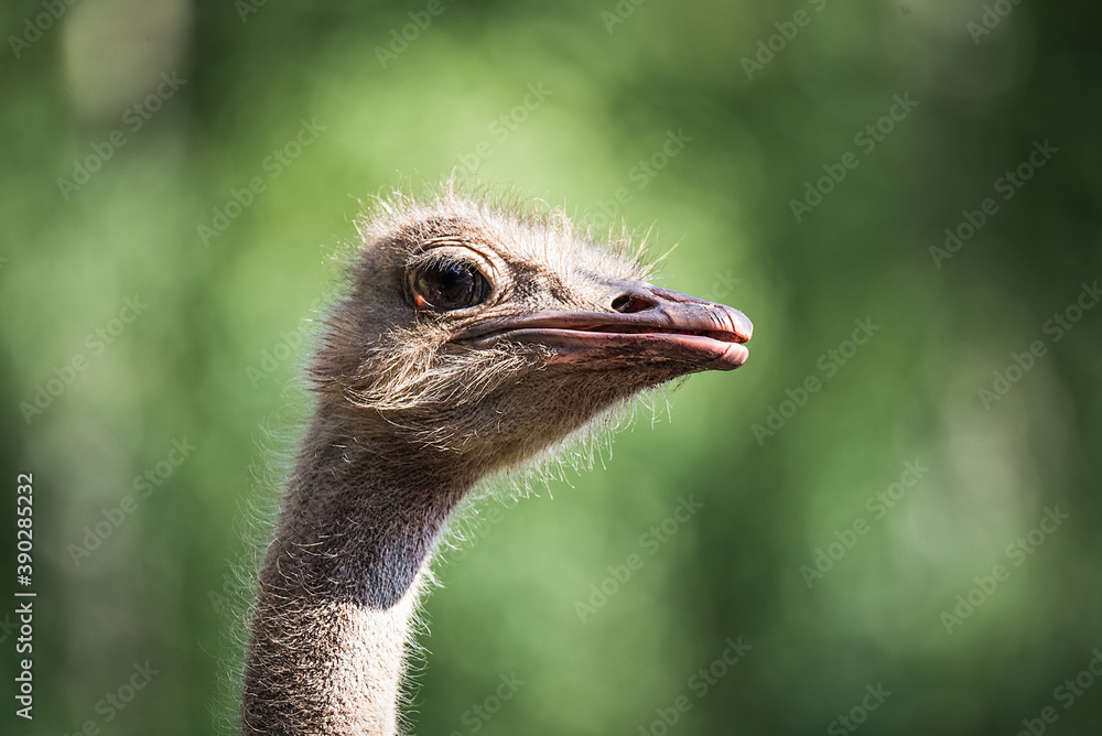 Ostrich eyes close-up. Close-up portrait of an ostrich with big Stock ...