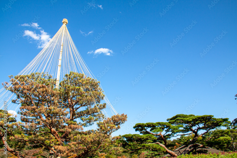 Japanese technique for preserving trees from heavy snow calls ...