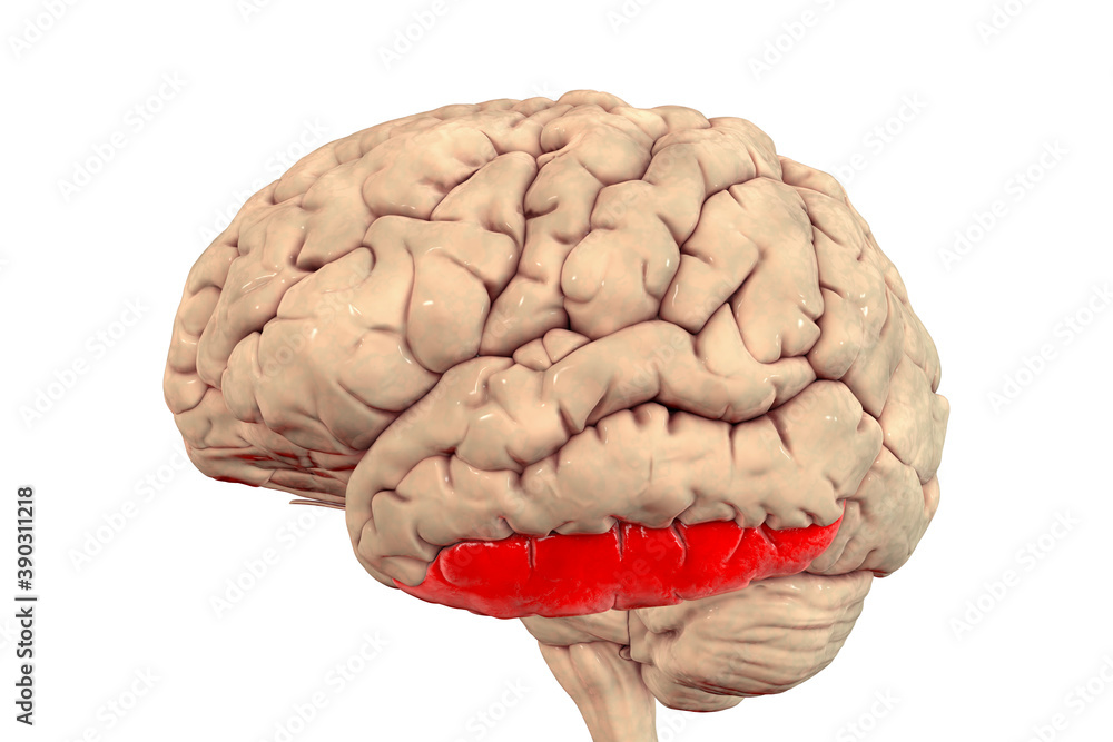 Poster Human brain with highlighted inferior temporal gyrus – Wall Art ...