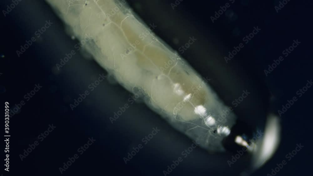 Diptera larvae fly worm in microscope translucent mushroom fungus gnat ...