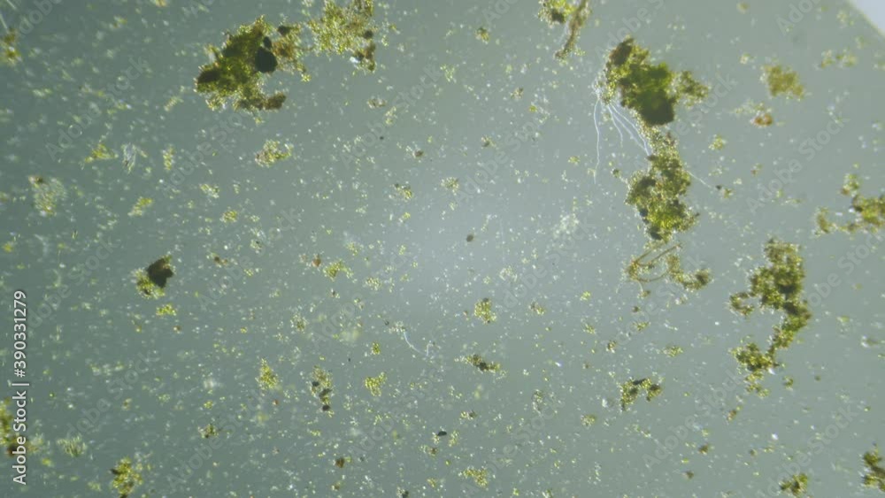 Unicellular organisms and algae under microscope magnification ...