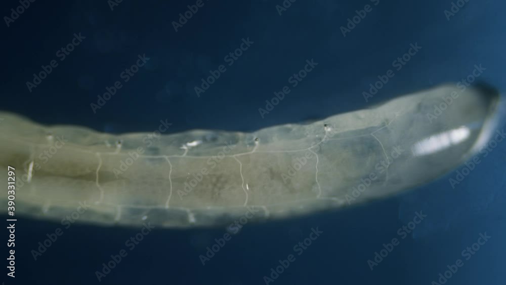 Vidéo Stock Diptera larvae fly worm in microscope translucent mushroom ...