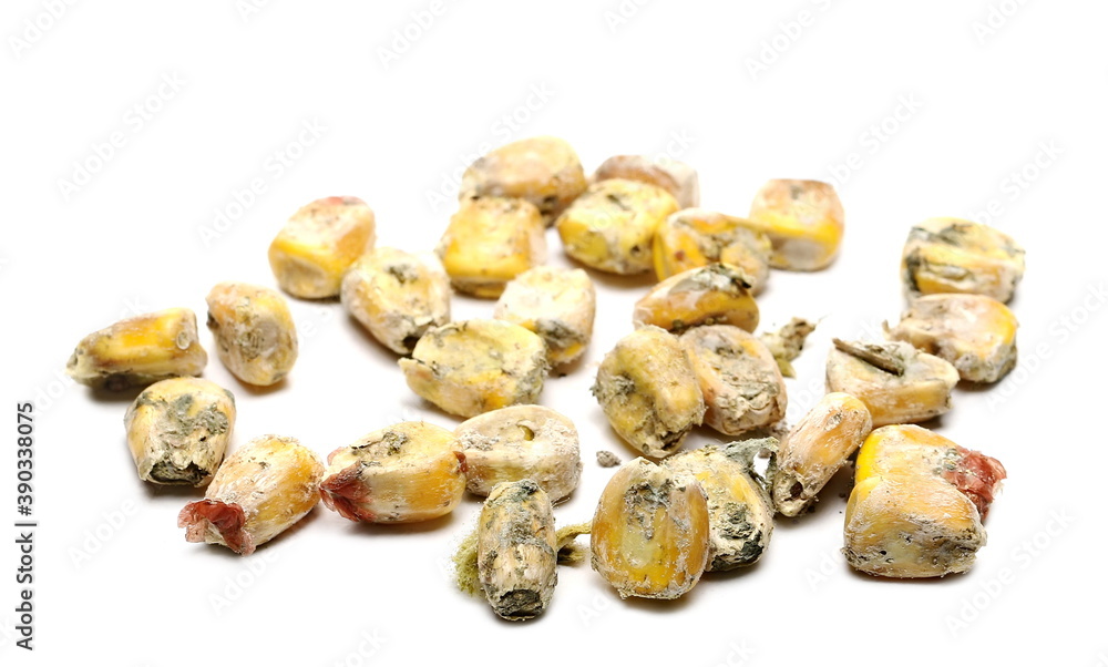 Moldy corn kernels isolated on white background, Aflatoxin ...