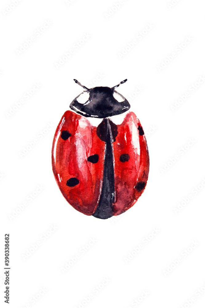 Watercolor drawing of red ladybug isolated on the white background ...