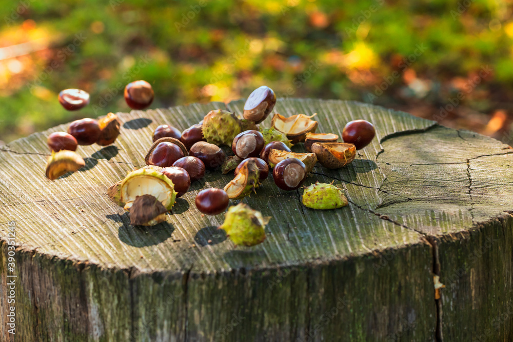 Chestnuts in green wrapping and without wrapping on a wooden bench. The ...