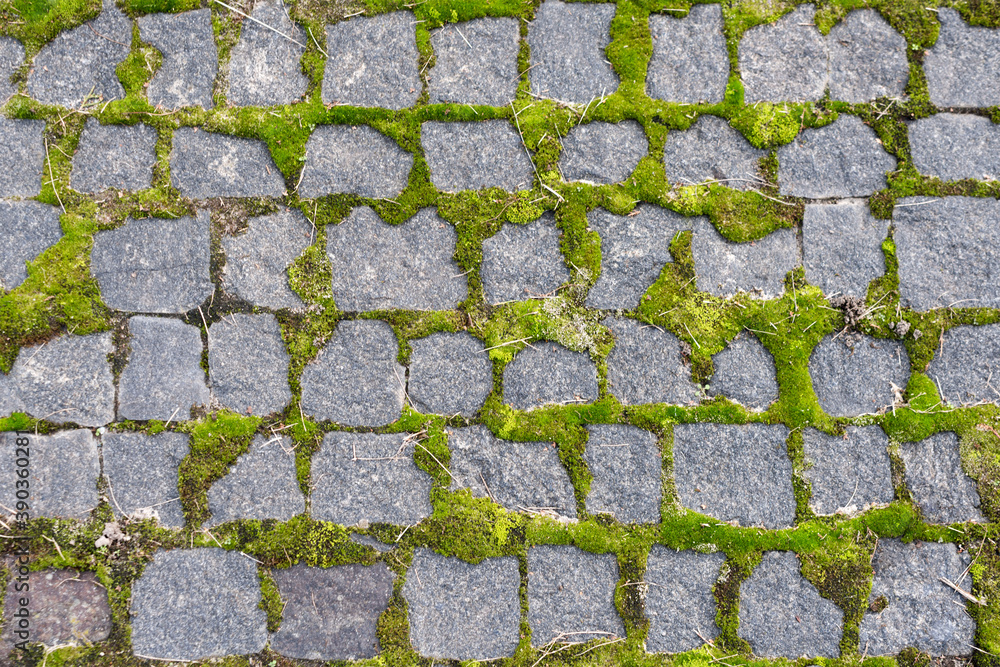 Cobblestoned pavement, green moss between brick background. Old stone ...