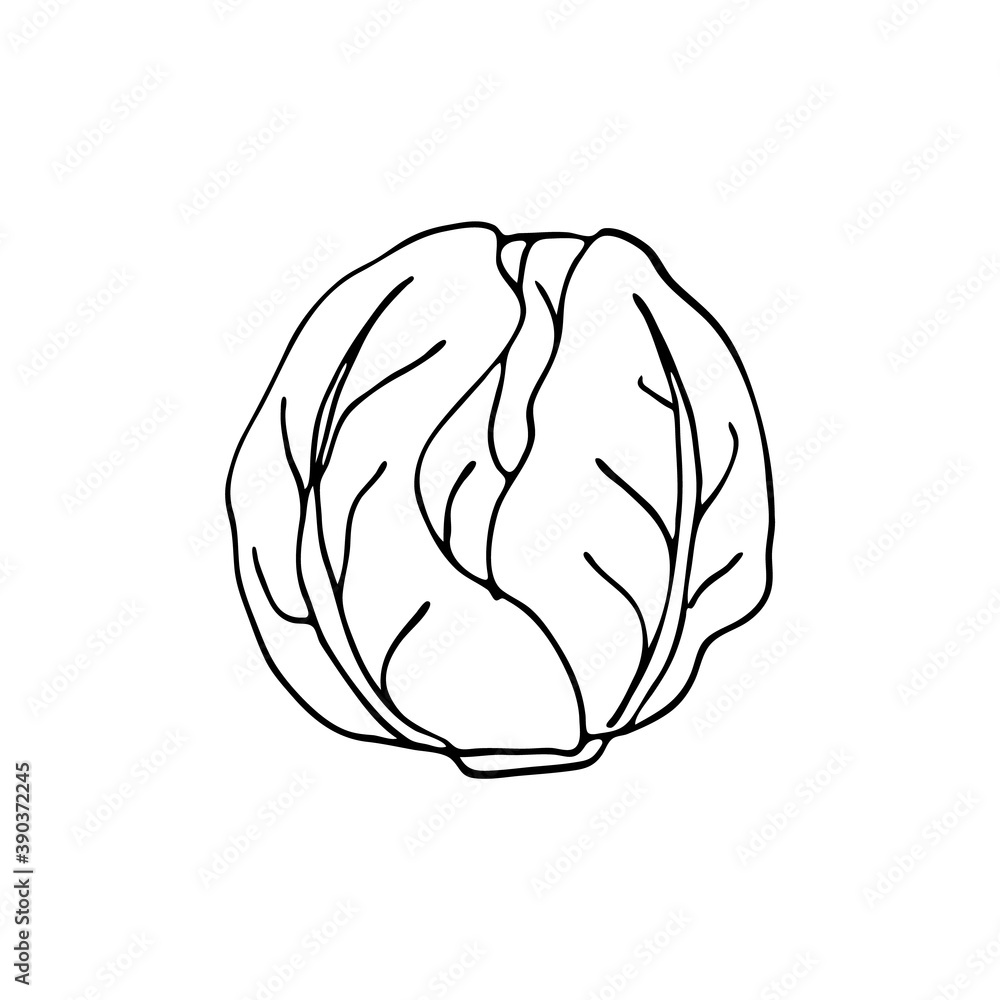 Doodle cabbage. Hand-drawn images. Vector for posters, web, textiles ...