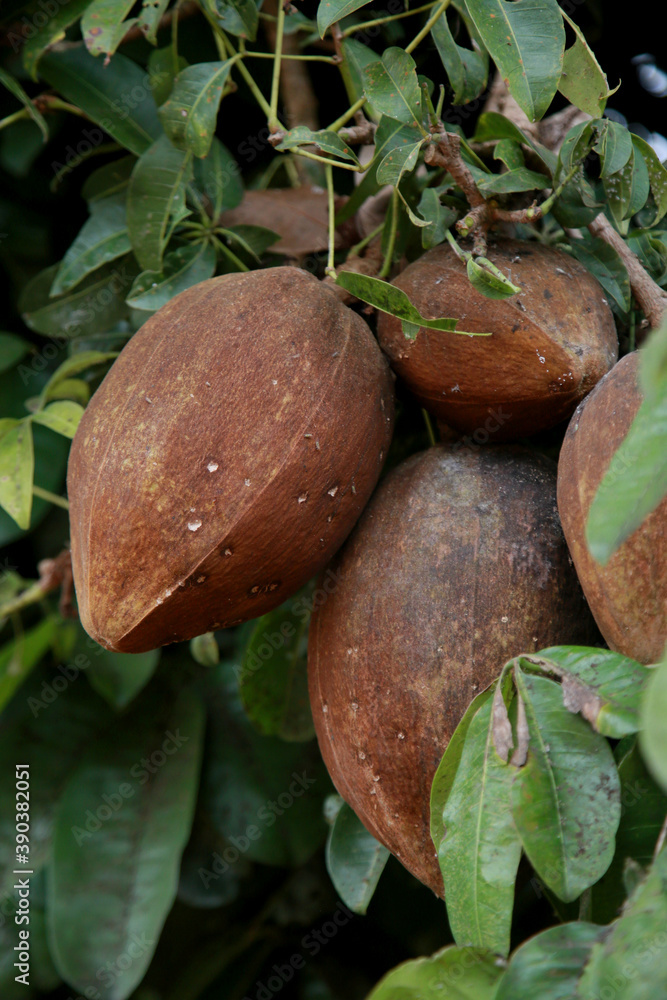 mata de sao joao, bahia / brazil - november 4, 2020: monguba fruit also ...