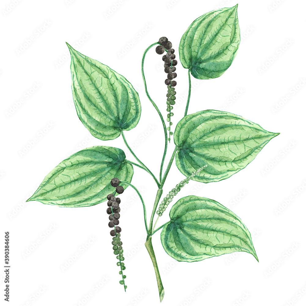 Watercolor black pepper isolated on white. Hand drawn plant with green ...