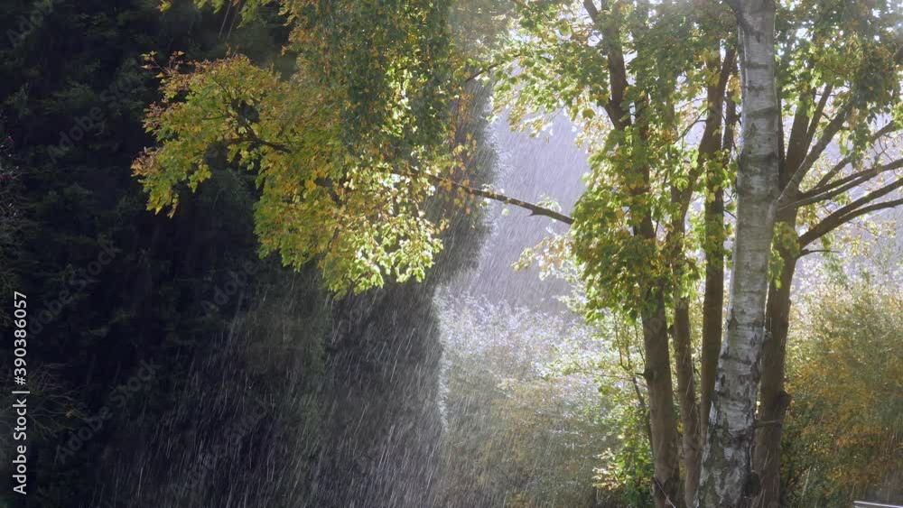 Heavy rain falls and the sun shines through the branches of trees in ...
