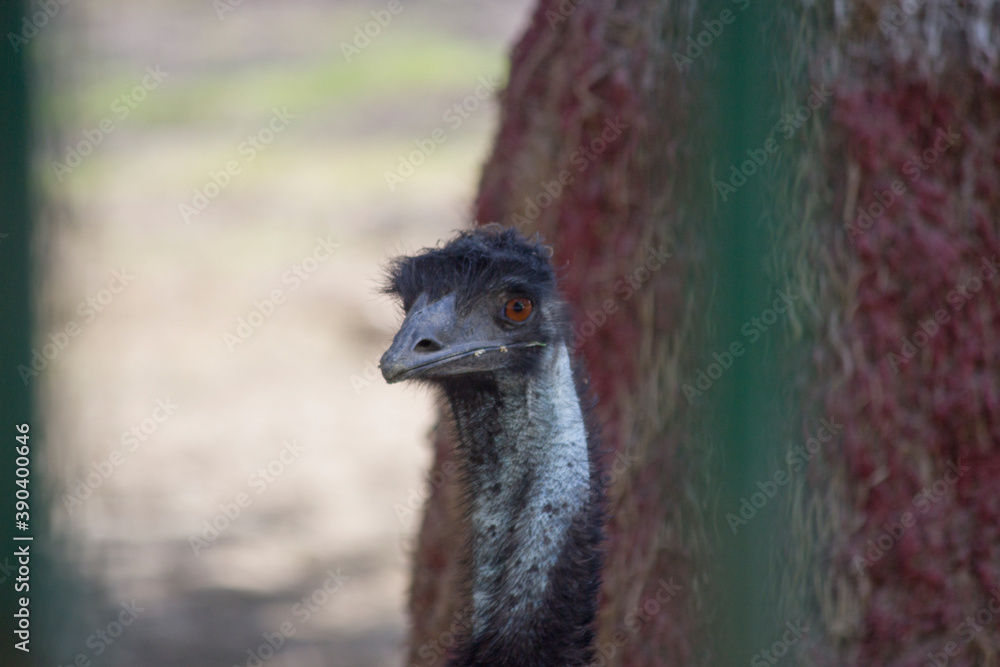 Close up of sad EMU Bird behind the cages in with shallow depth of ...