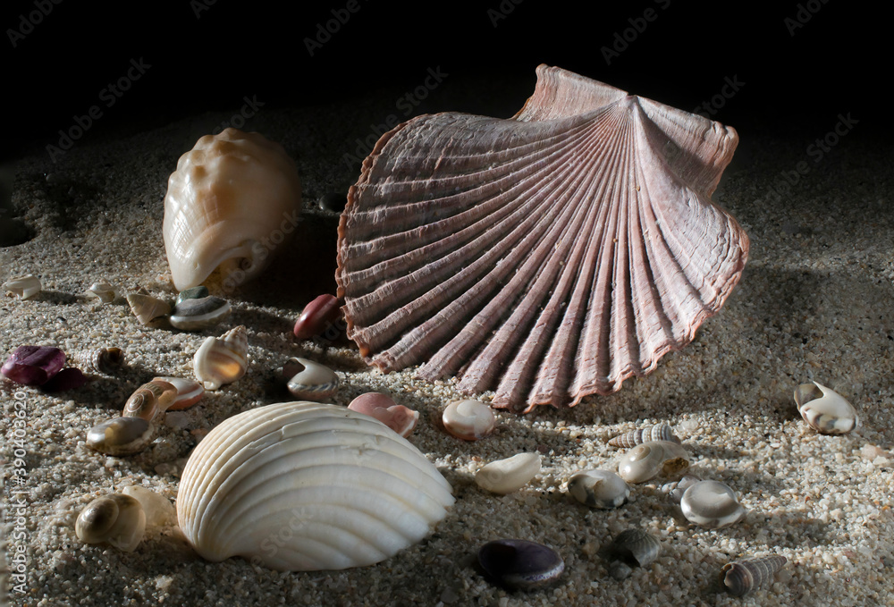 Mexican flat scallops, gisella shells,mollusk shell pecten vogdesi sea ...