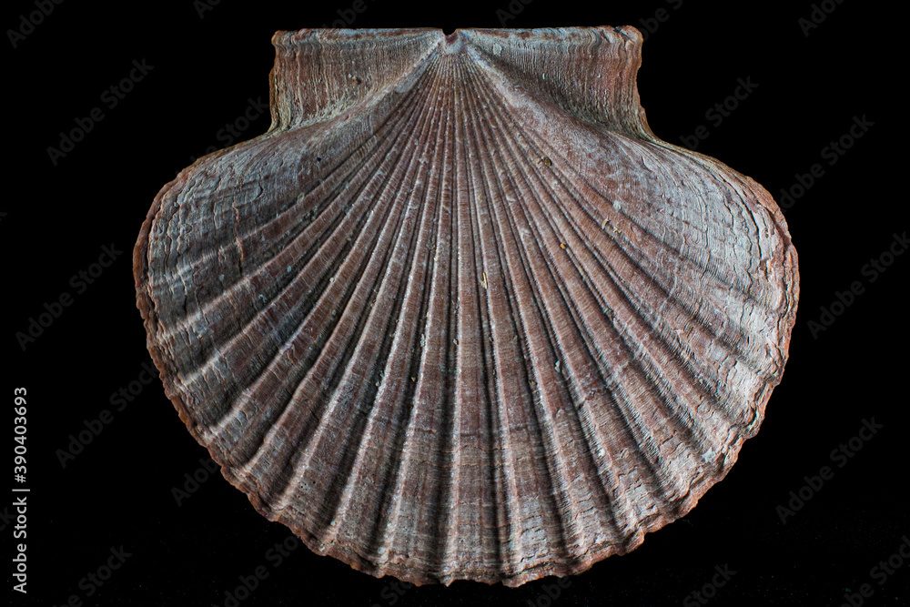Mexican flat scallops, gisella shells,mollusk shell pecten vogdesi sea ...