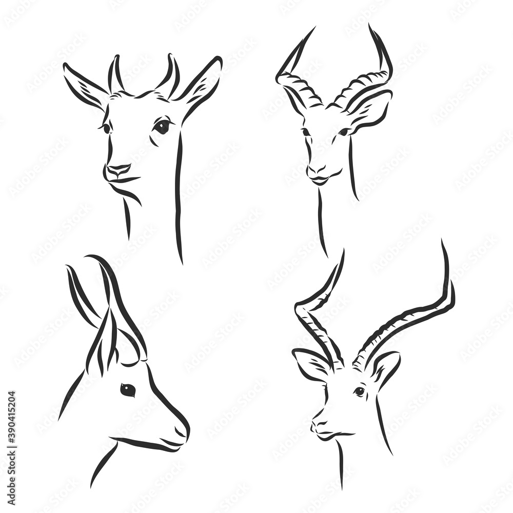 antelope sketch vector graphics black and white drawing. antelope ...