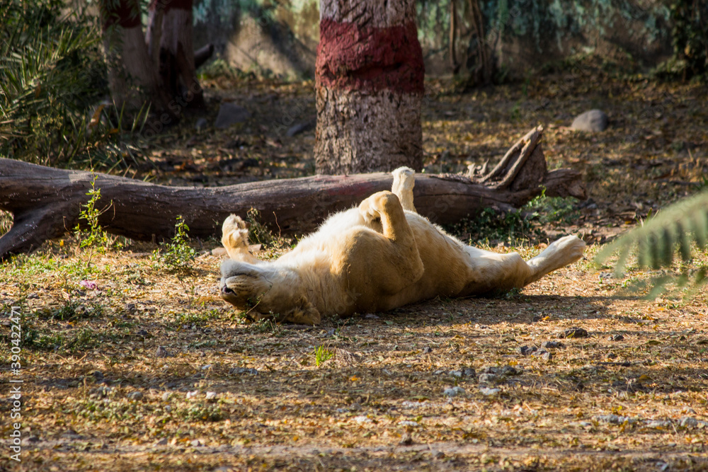 Foto de Asiatic lioness, queen of the forest sleeping or lying on ...