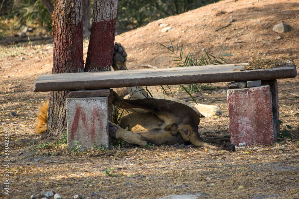 Asiatic lion, a huge lion sleeping under the bench near a tree in a ...