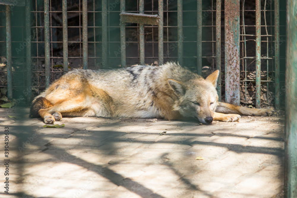Young Jackal animal or wild dog sleeping peacefully in cage with ...